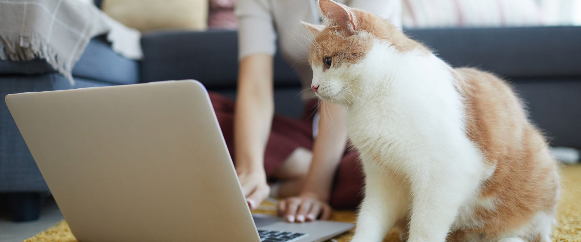 House Sitting Application Message: Tips and Advice ...