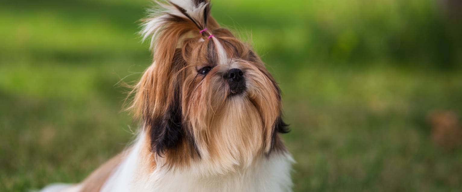 How Expensive Is It To Own A Shih Tzu? | TrustedHousesitters.com
