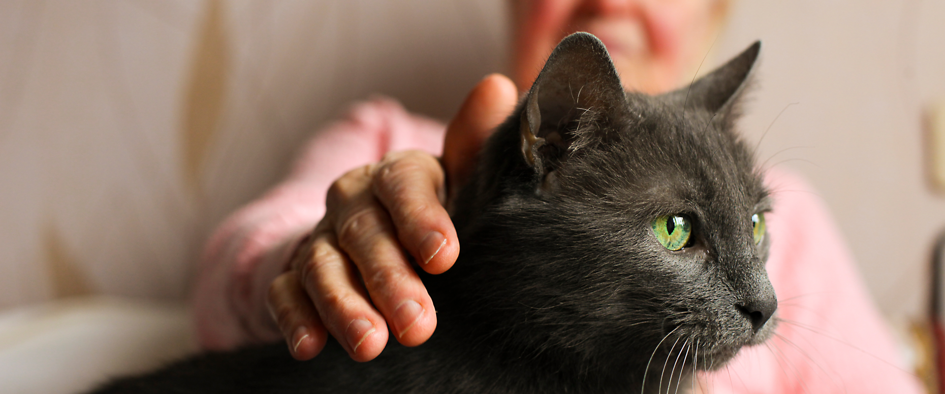 Cats as Emotional Support Animals | TrustedHousesitters.com