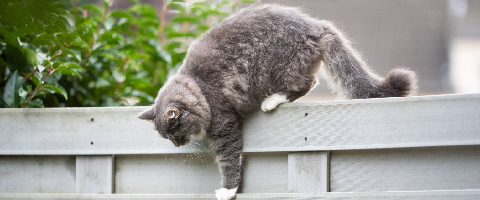 10 Ways to Cat Proof a Fence | TrustedHousesitters.com
