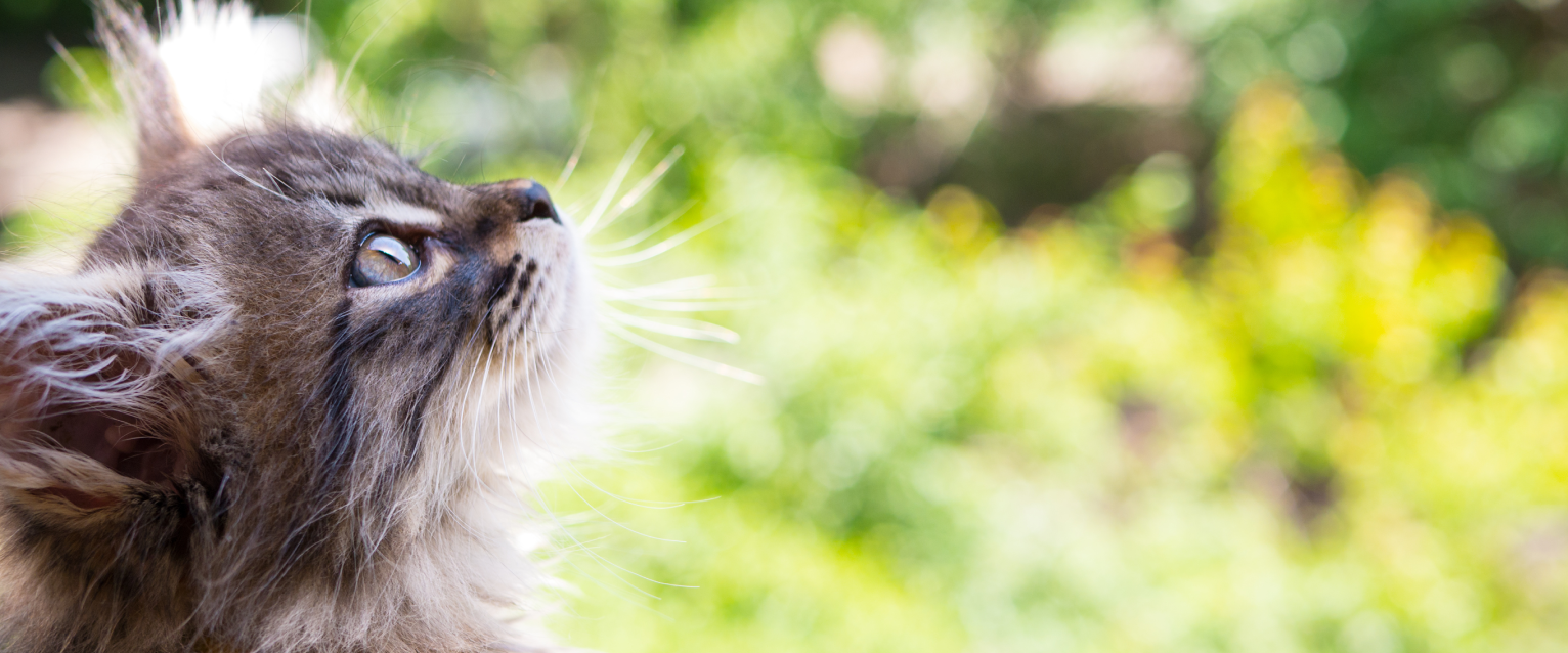 10 Ways to Cat Proof a Fence | TrustedHousesitters.com