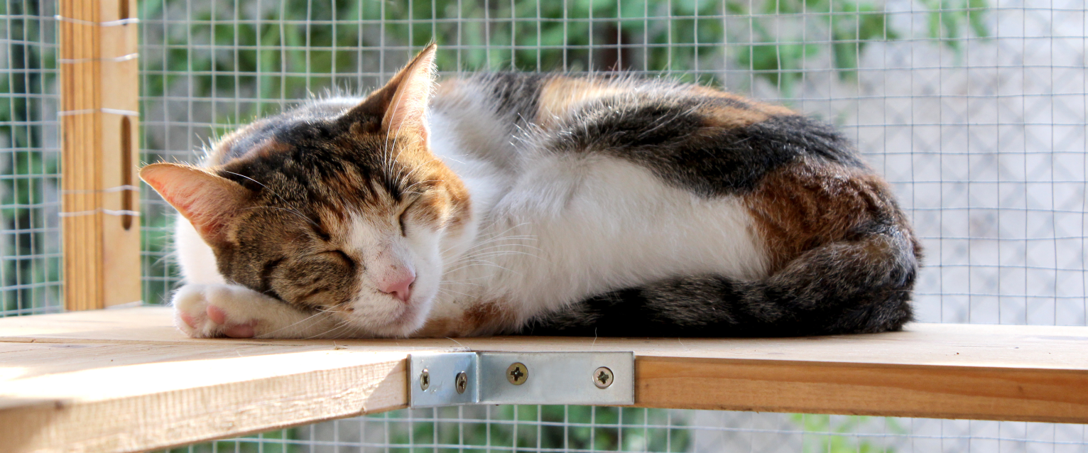 10 Ways to Cat Proof a Fence | TrustedHousesitters.com