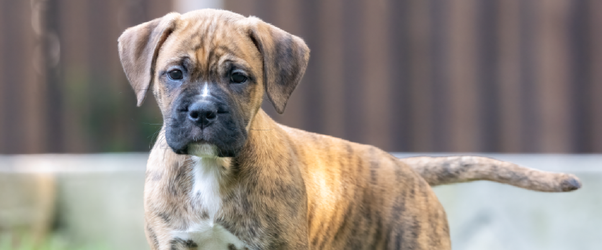 Boxer Hound Mix Puppies Penny A Boxer Dutch Shepherd Puppy's Web Page