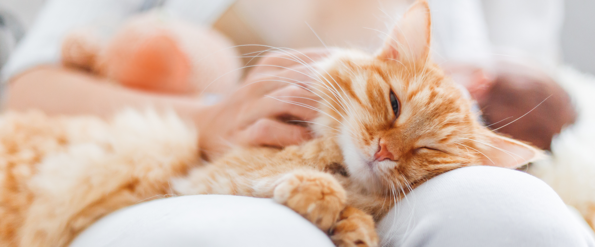 Tennessee Rex Cat: A Guide to One of the Newest Cat Breeds ...