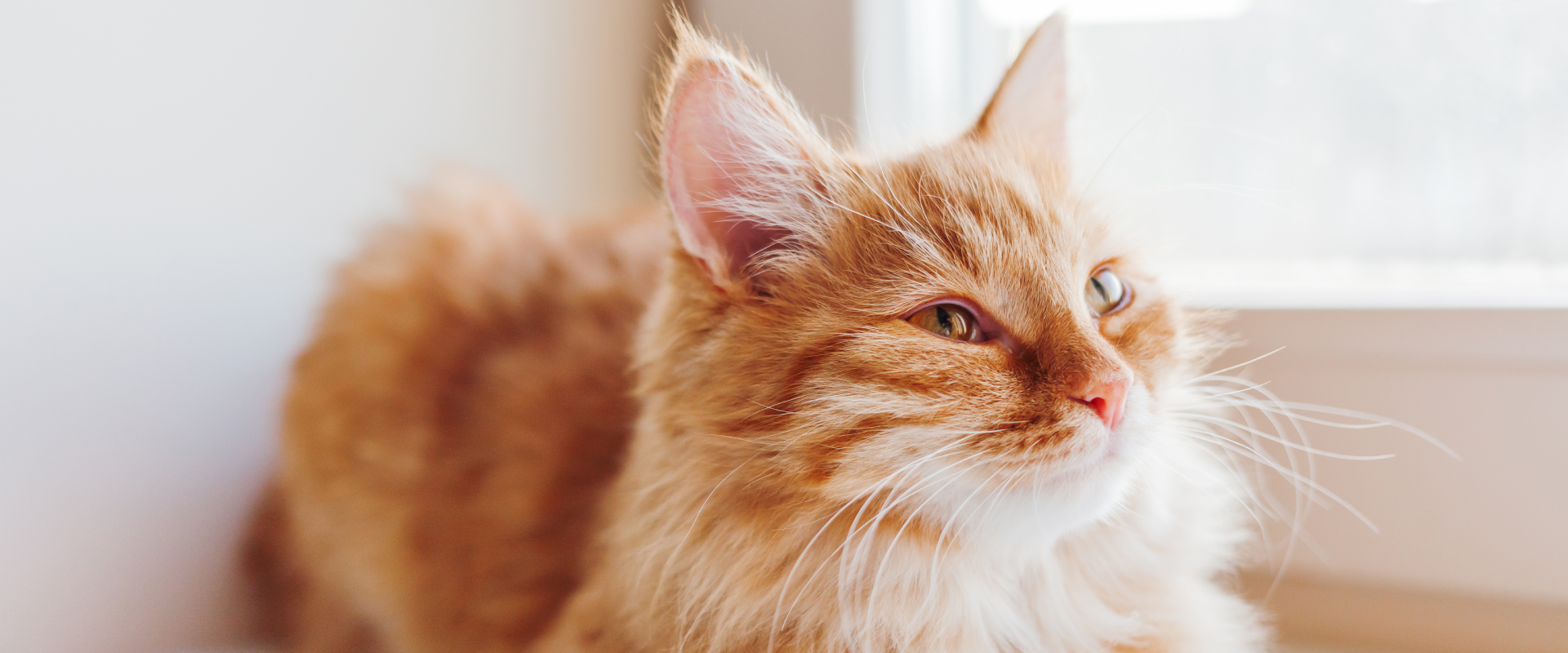 Tennessee Rex Cat: A Guide to One of the Newest Cat Breeds ...