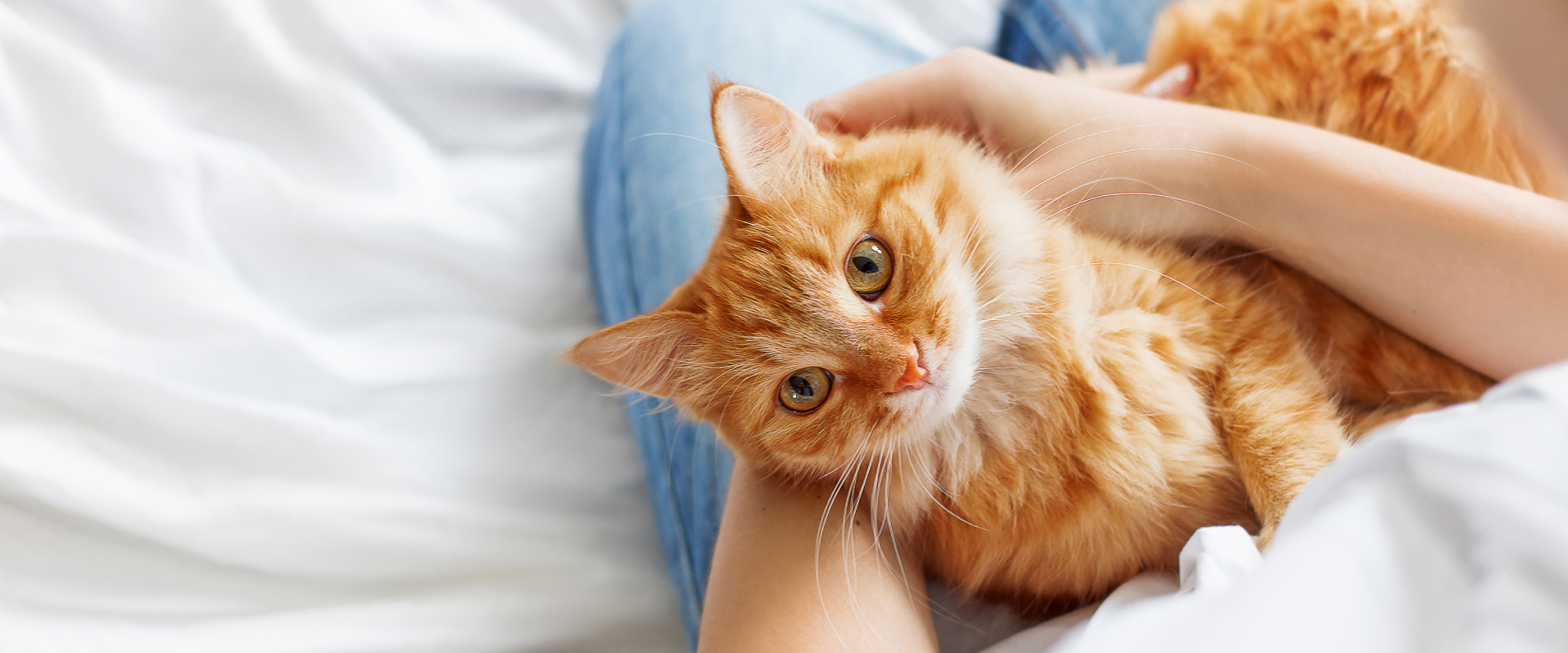 Tennessee Rex Cat: A Guide to One of the Newest Cat Breeds ...