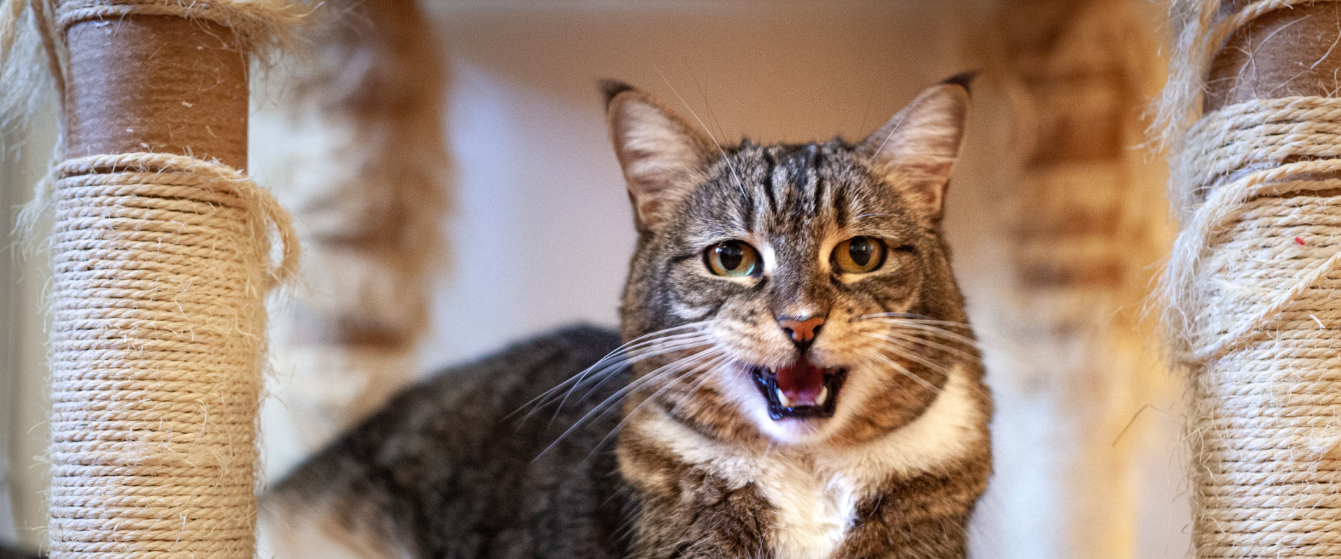 How Do Cats Communicate With Humans? | TrustedHousesitters.com