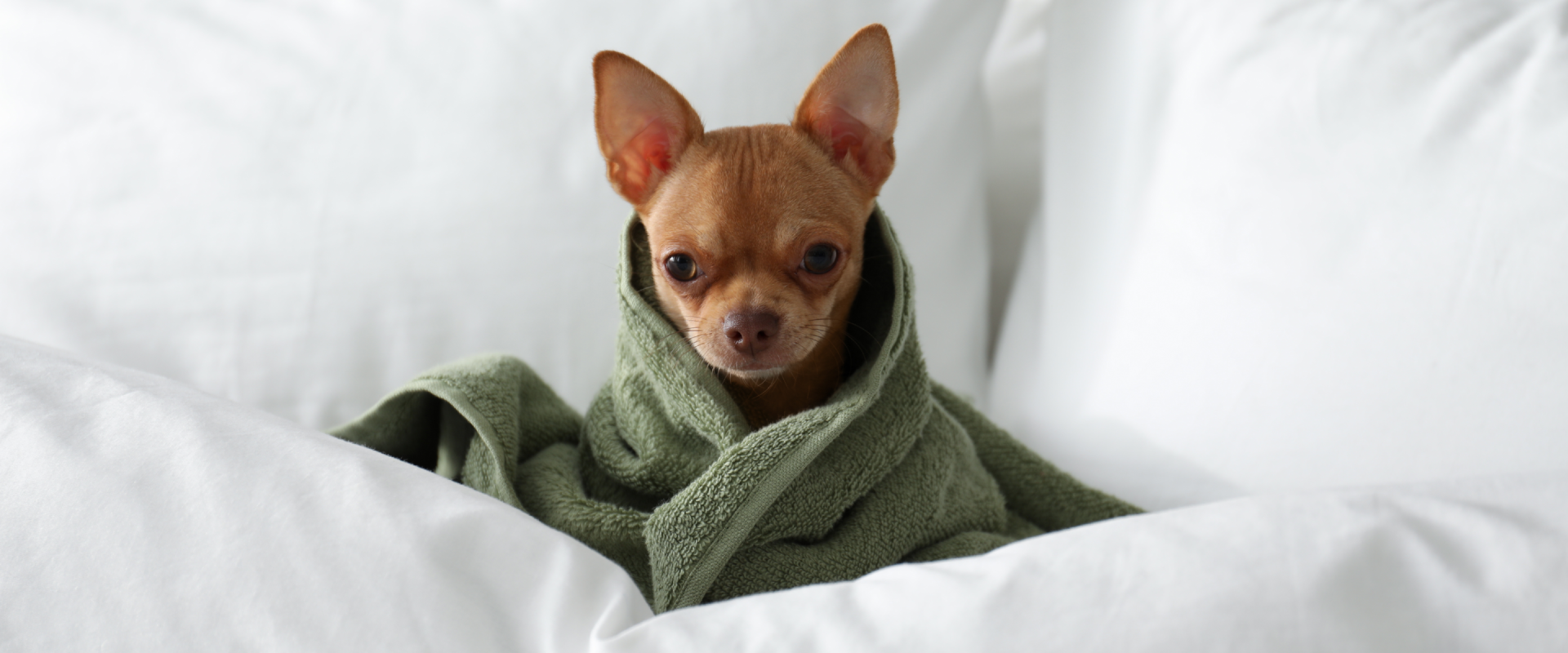 Anxiety Wraps for Dogs: A Gentle Hug | TrustedHousesitters.com
