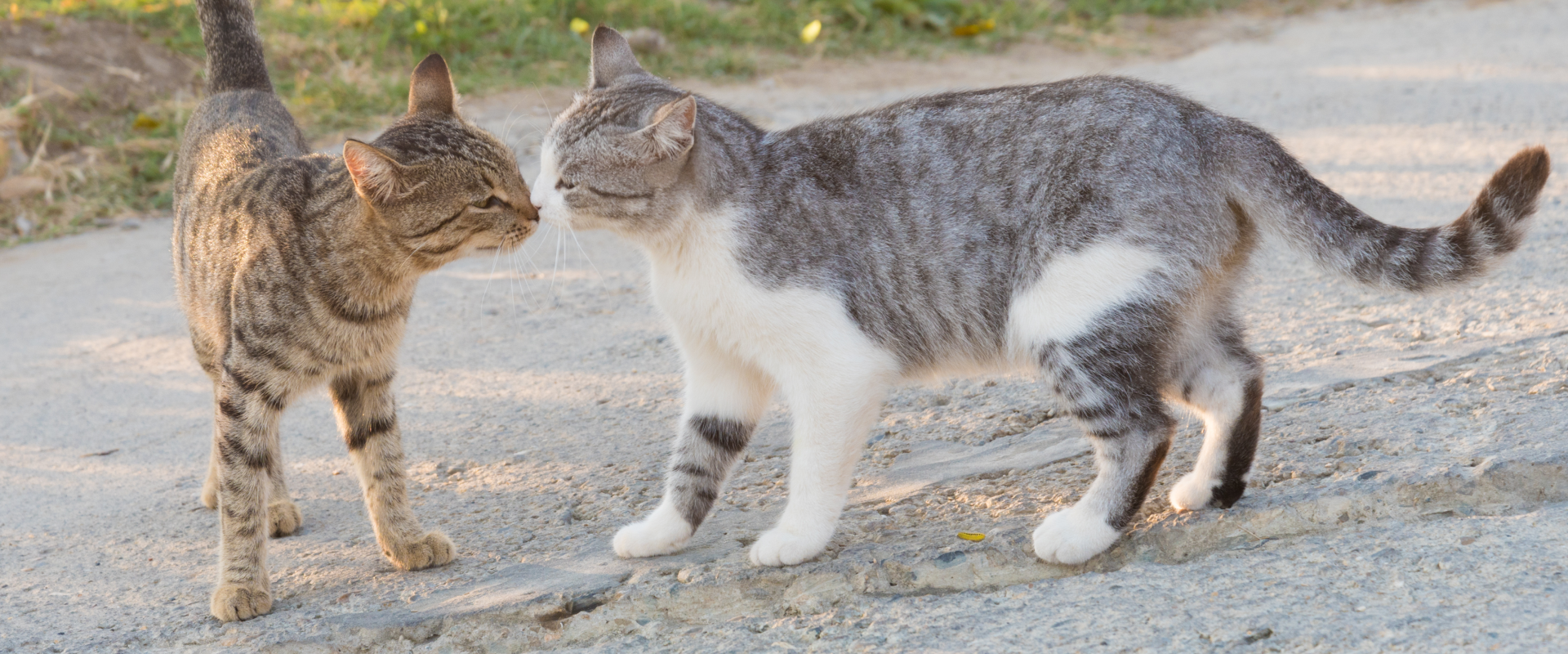 How to Spot the Warning Signs When Introducing Cats ...