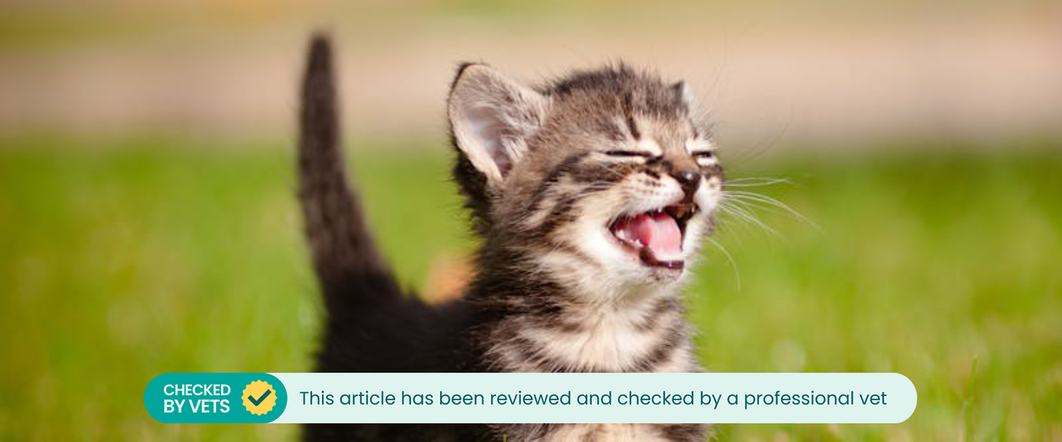 Why Does my Cat Constantly Meow? 7 Reasons and Remedies ...