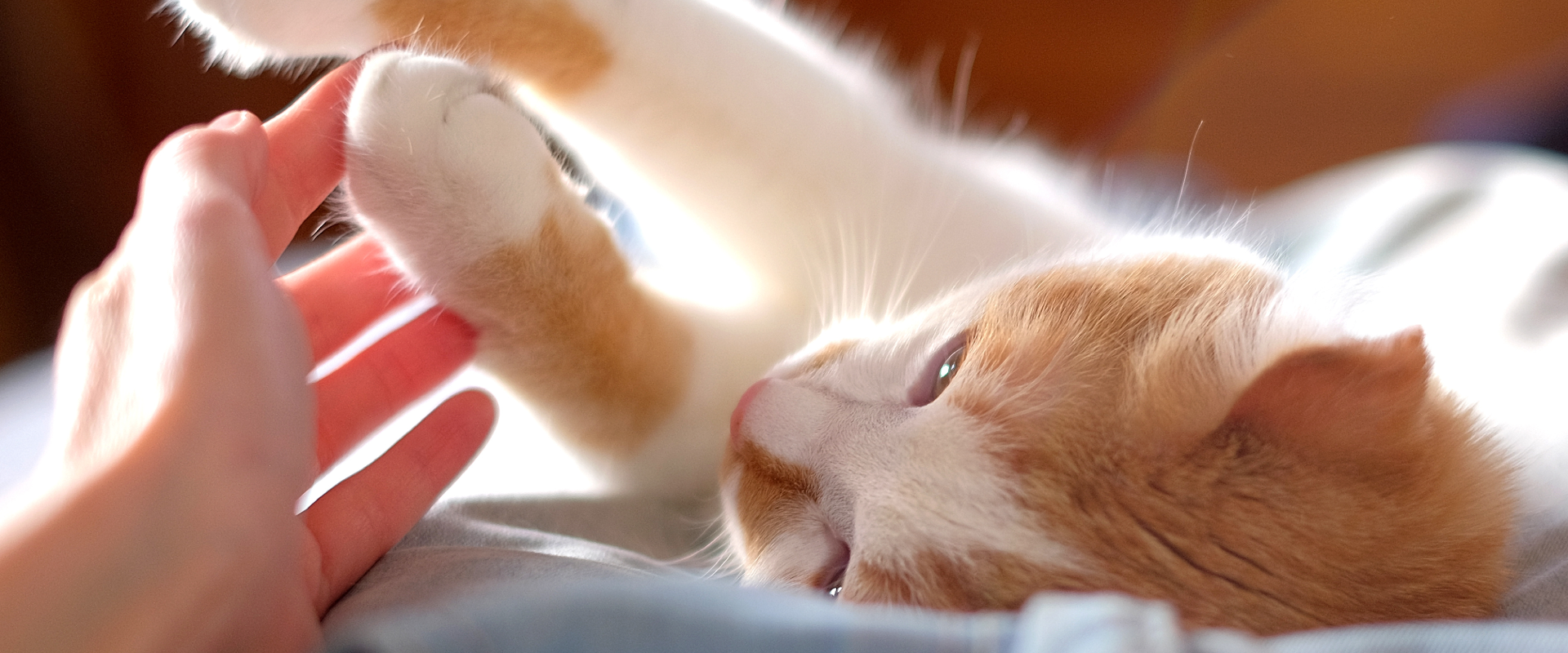 14 Life Hacks For Cat Owners You'll Wish You'd Known Sooner ...
