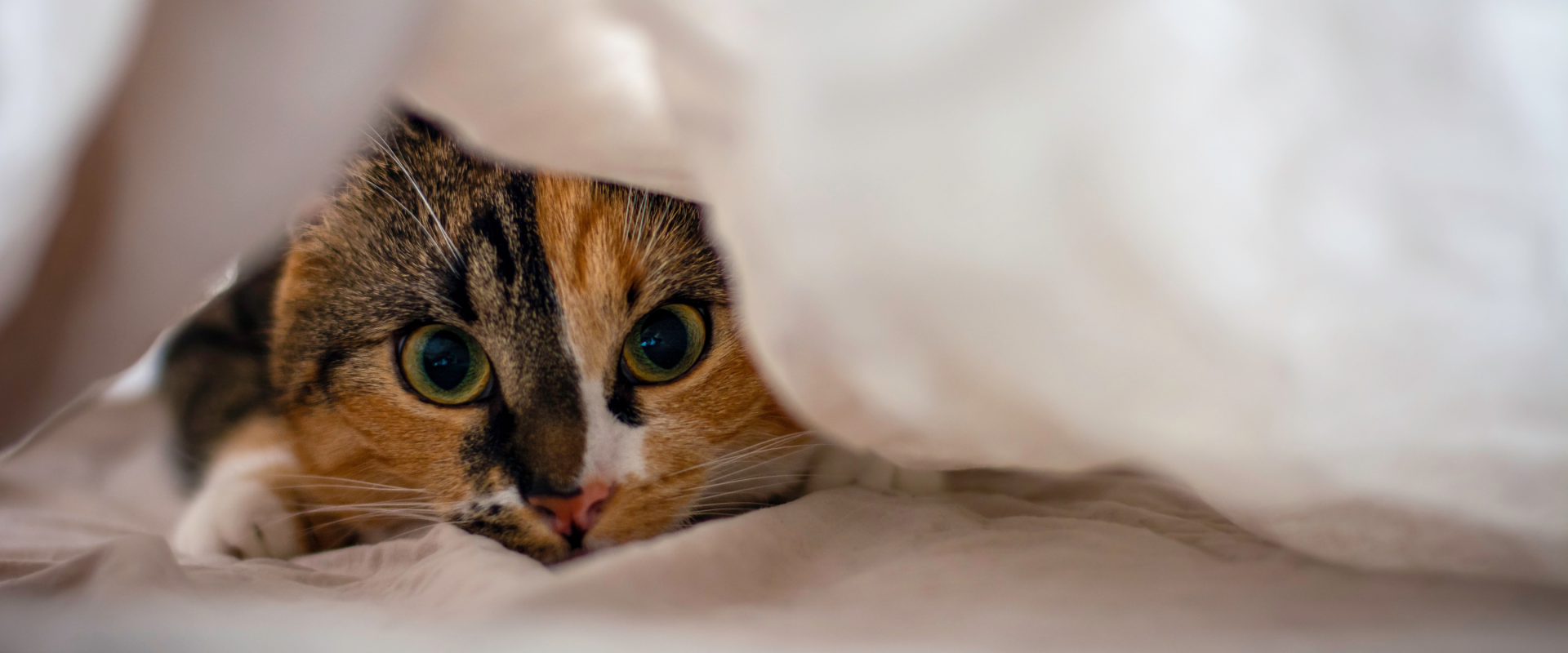 How to Befriend a Nervous or Scared Cat | TrustedHousesitters.com