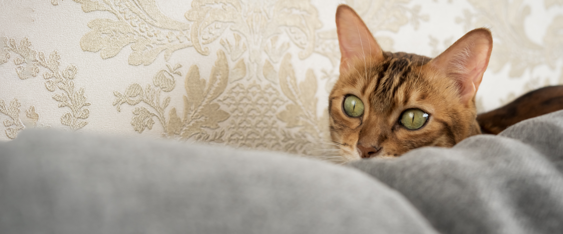 How to Befriend a Nervous or Scared Cat | TrustedHousesitters.com