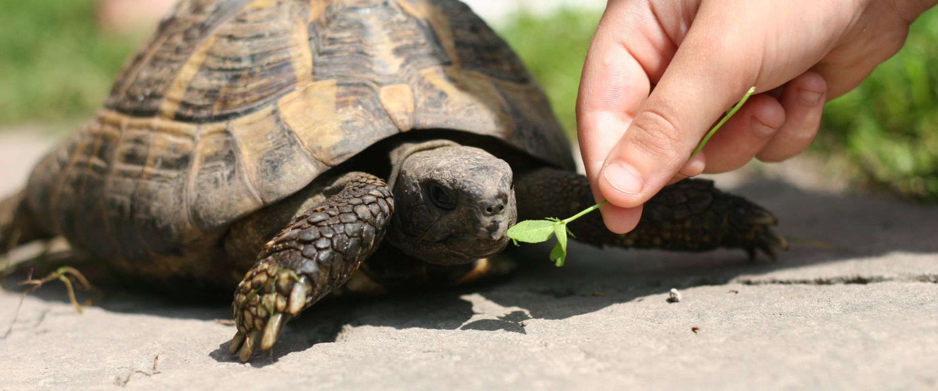 How to Care for a Tortoise: the Ultimate Tortoise Care Guide ...