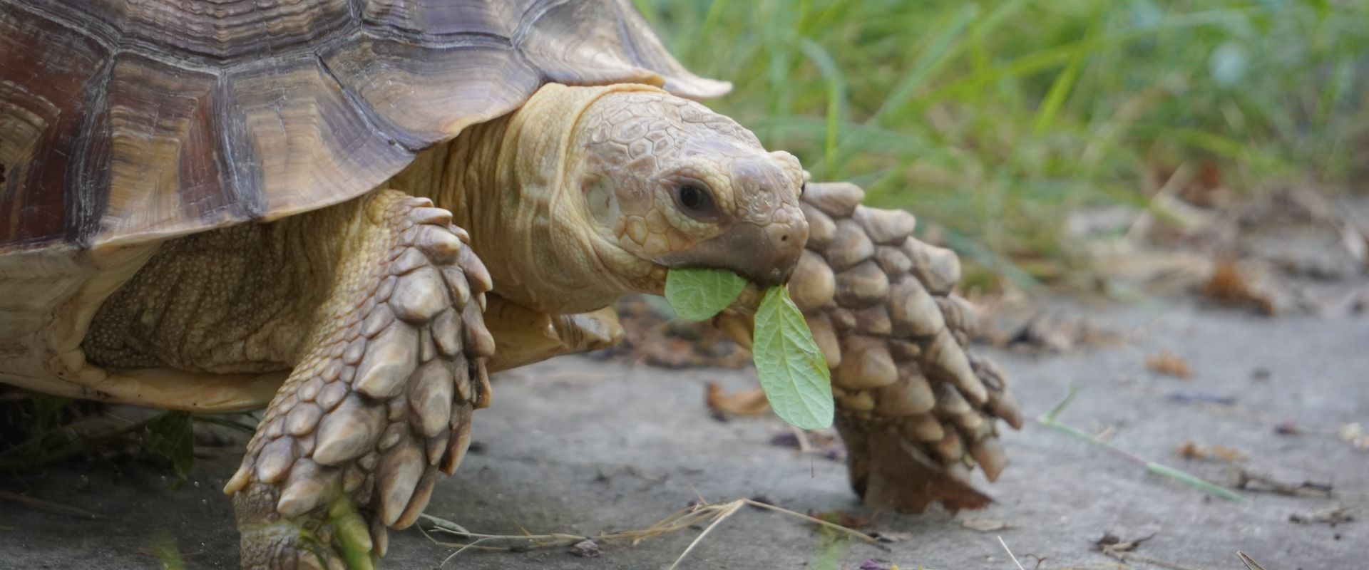 How to Care for a Tortoise: the Ultimate Tortoise Care Guide ...