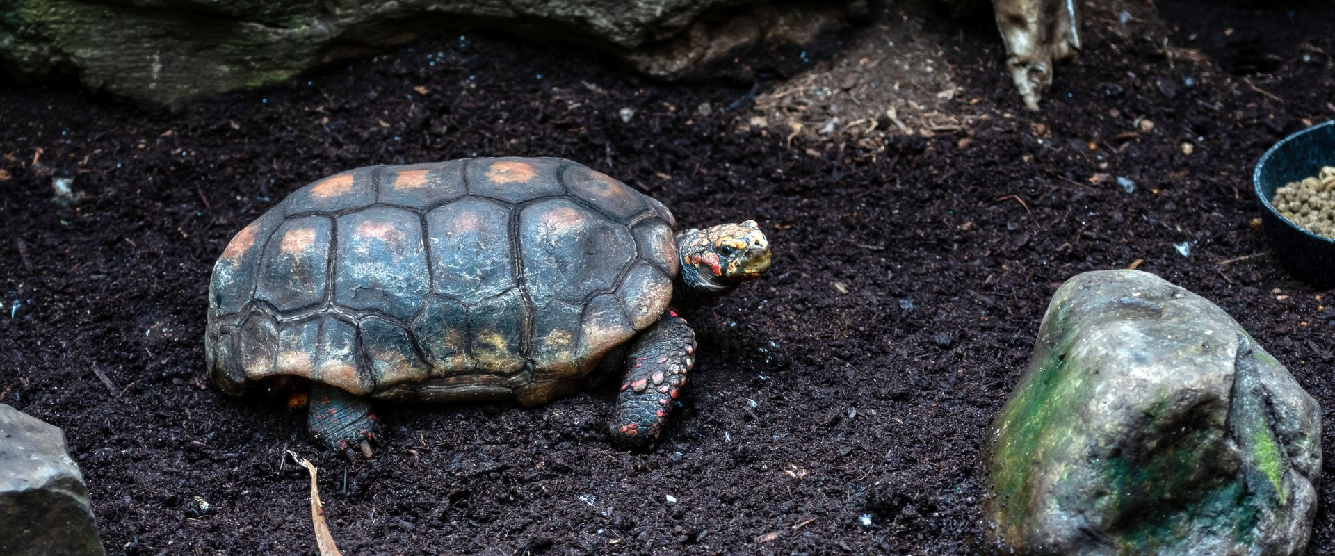 How to Care for a Tortoise: the Ultimate Tortoise Care Guide ...