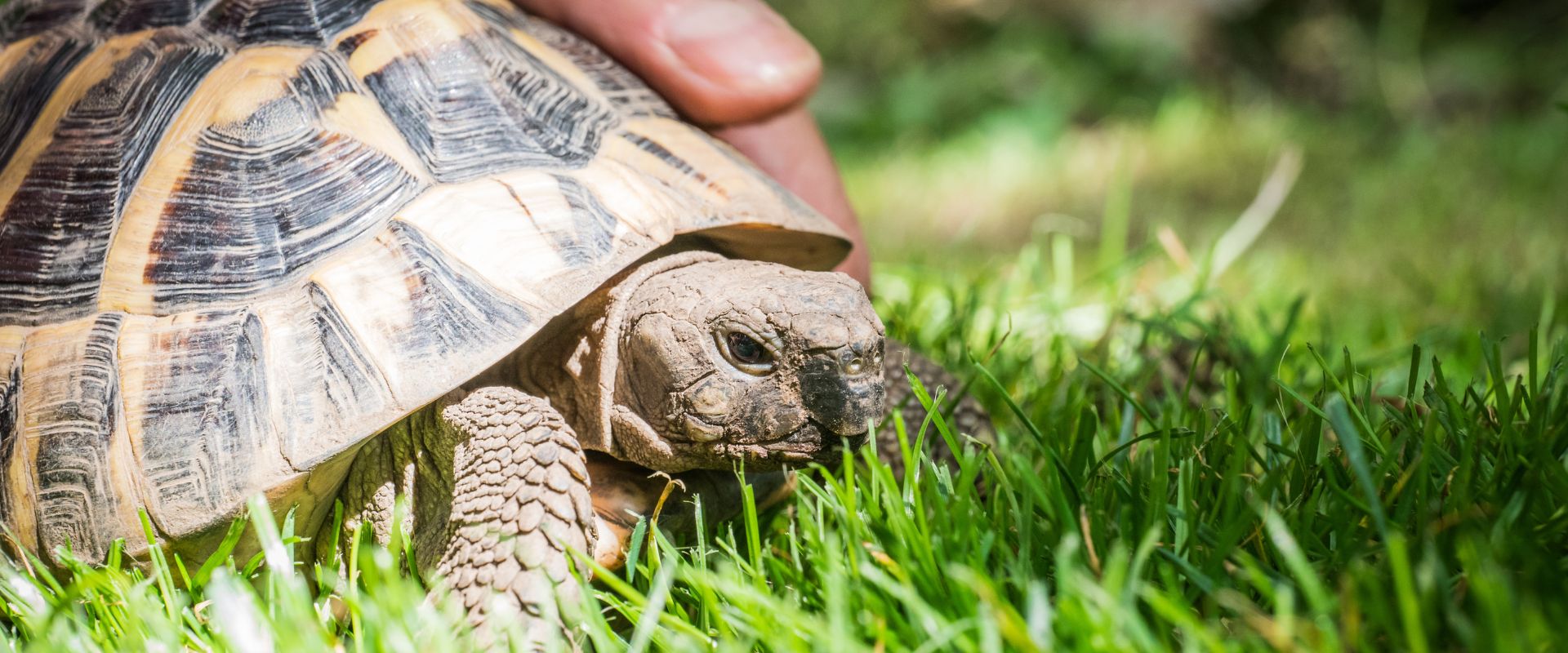 How to Care for a Tortoise: the Ultimate Tortoise Care Guide ...