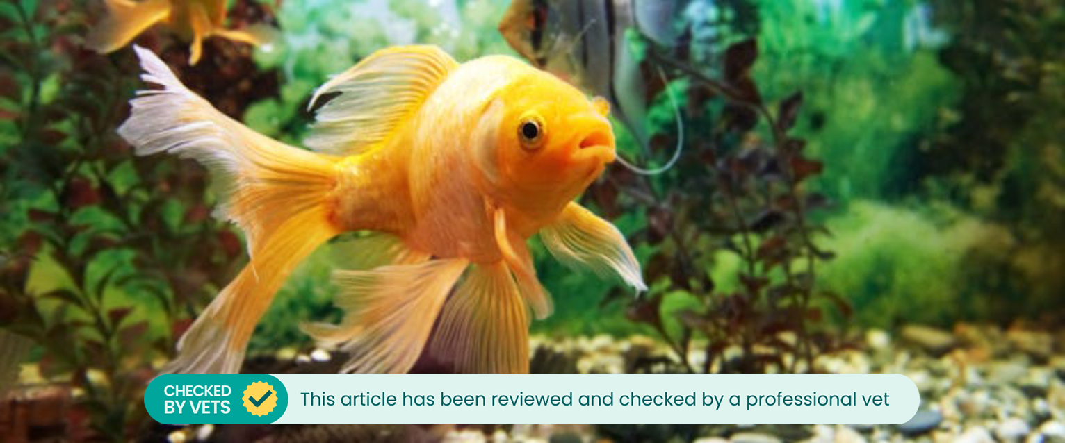 How to Take Care of a Fish: The Ultimate Guide for Beginners ...