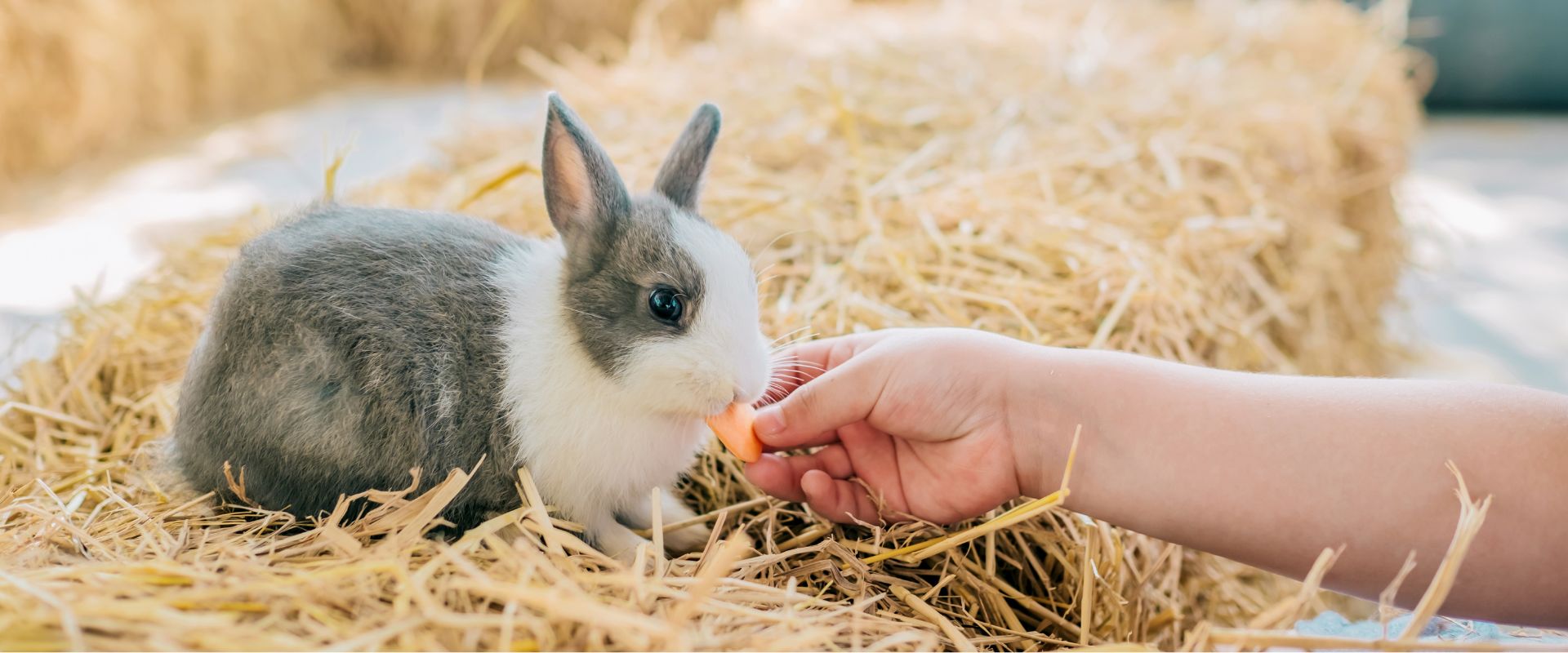 Rabbit Necessities: The Ultimate Bunny Essentials List ...
