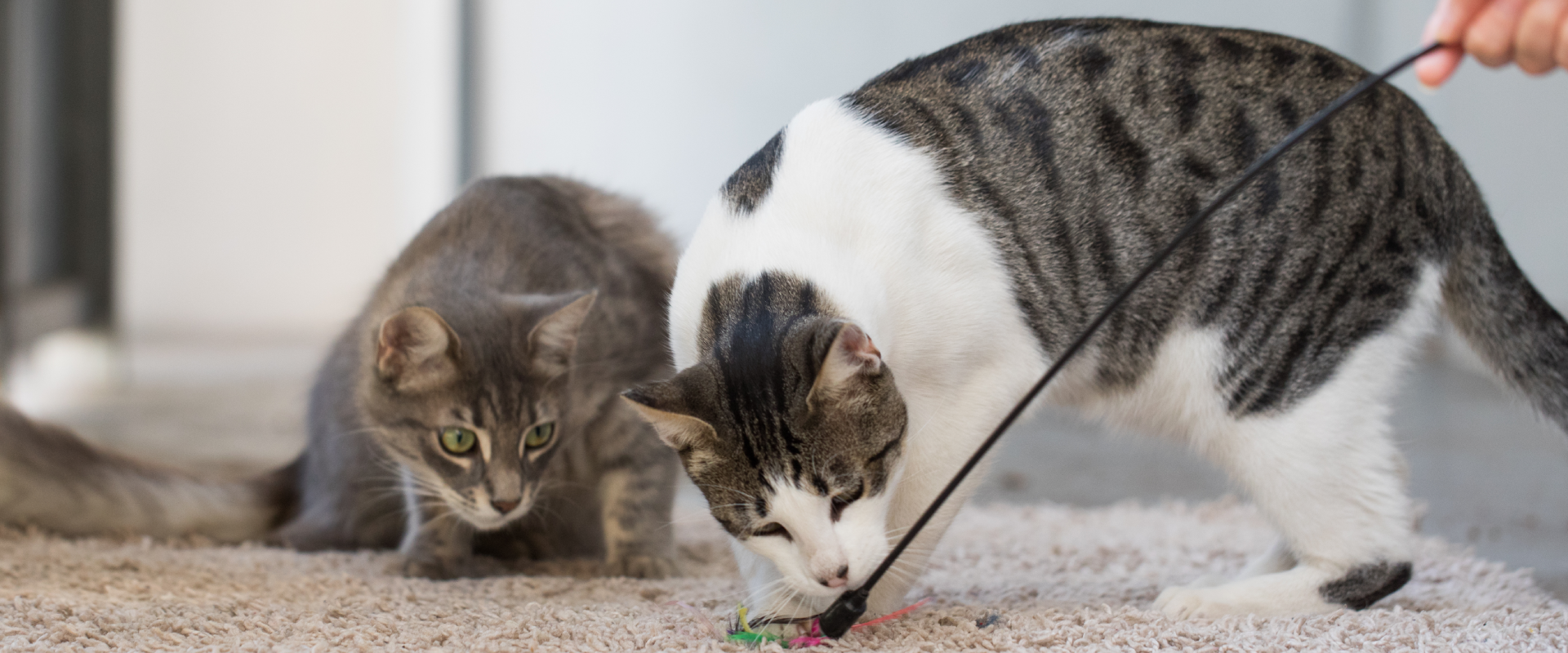 Cat to Cat Behavior: How to Help Cats Get Along | TrustedHousesitters.com