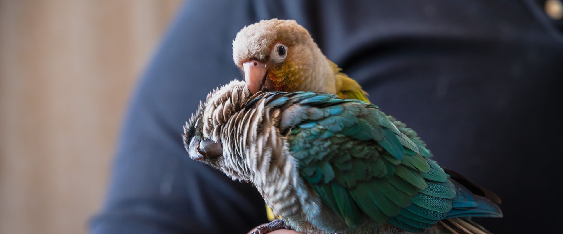 How to Take Care of a Parrot: Parrot Care for Beginners ...