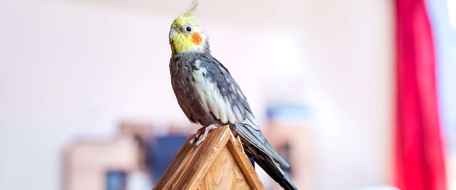 How to Take Care of a Parrot: Parrot Care for Beginners ...