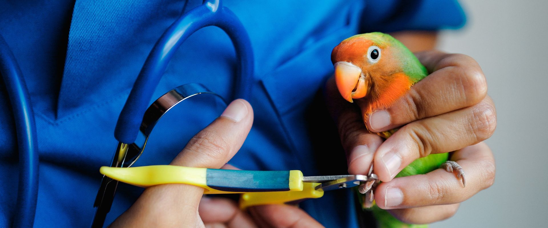 How to Take Care of a Parrot: Parrot Care for Beginners ...