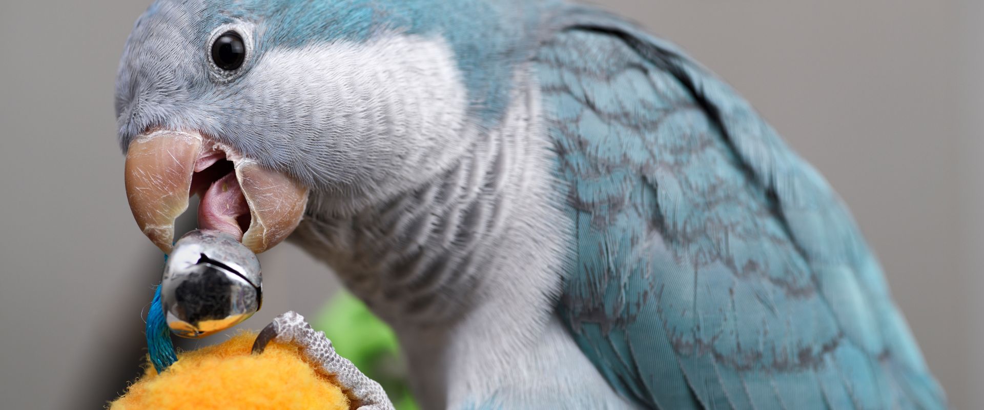 How to Take Care of a Parrot: Parrot Care for Beginners ...