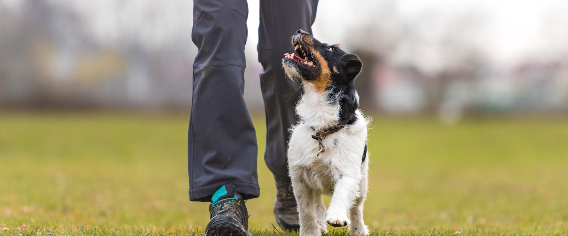 Top 10 Must-Have Dog Training Tools | Dog Training Supplies | Puppy ...