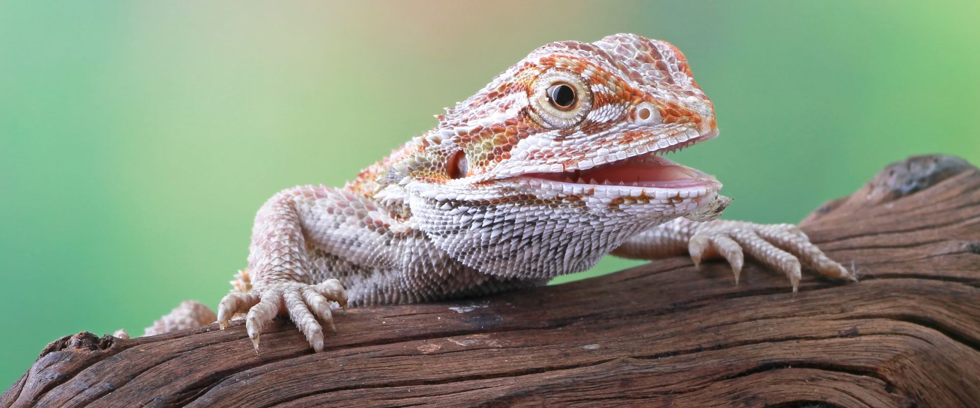 10 Best Beginner Reptiles: Easiest Reptiles to Take Care of ...