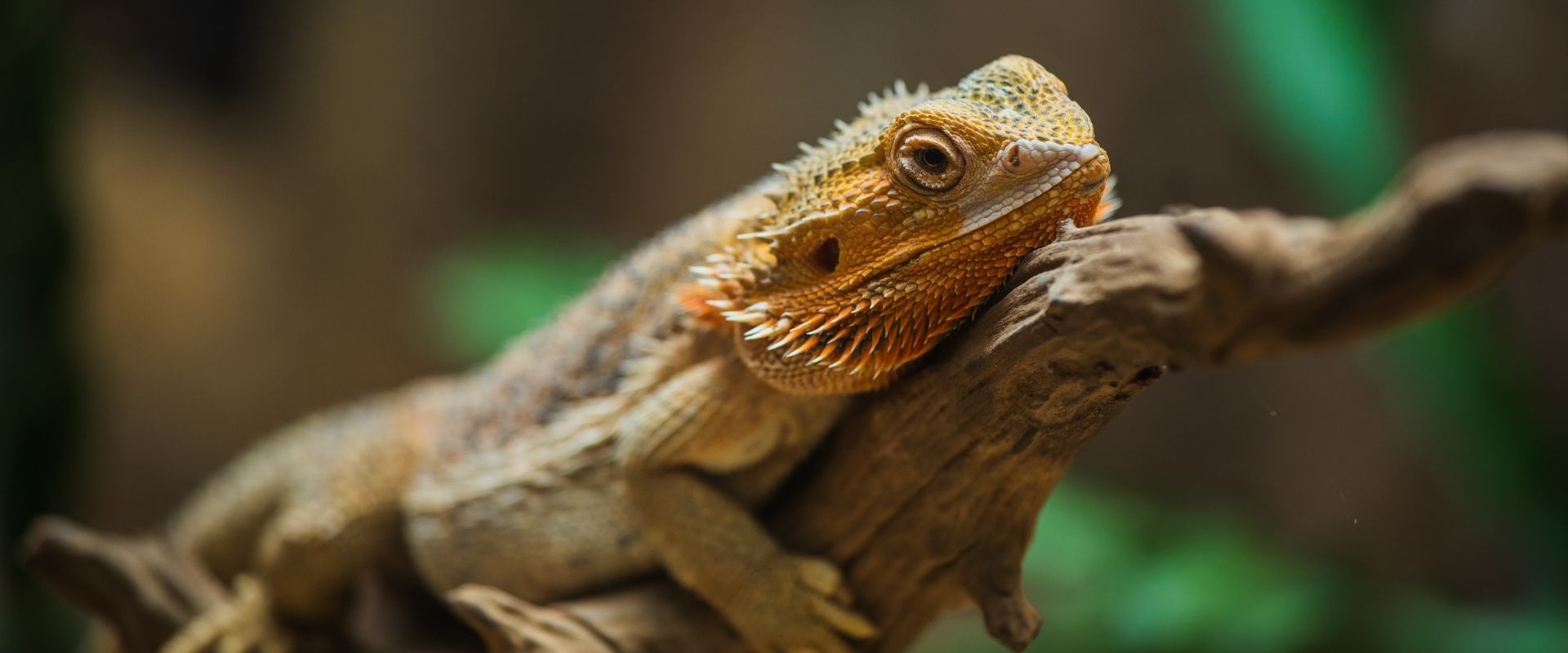 10 Best Beginner Reptiles: Easiest Reptiles to Take Care of ...