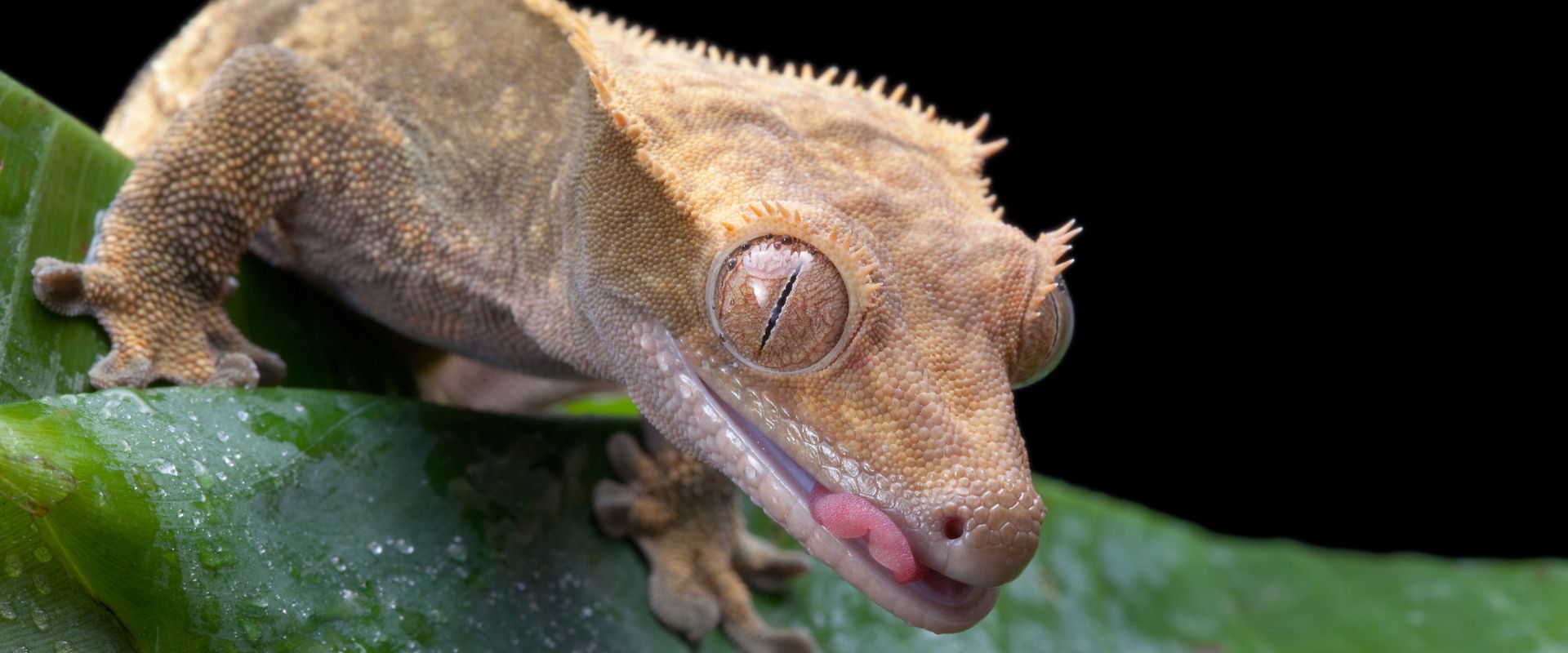10 Best Beginner Reptiles: Easiest Reptiles to Take Care of ...
