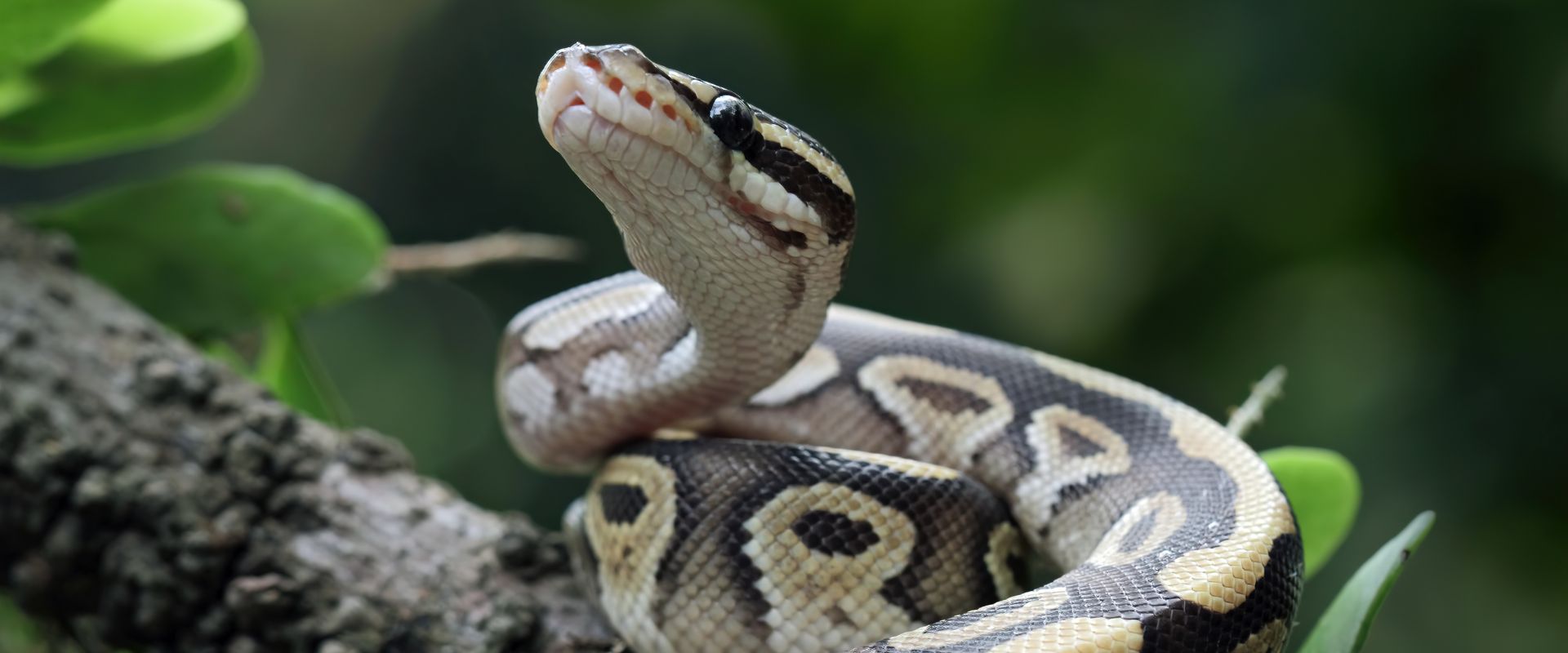10 Best Beginner Reptiles: Easiest Reptiles to Take Care of | TrustedHousesitters.com