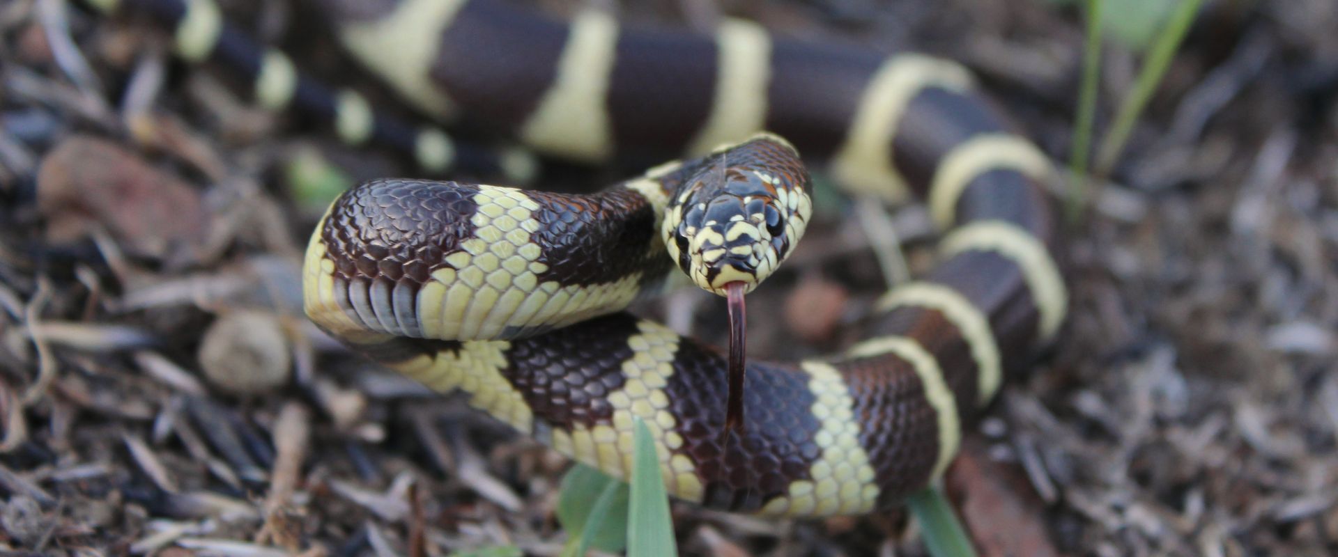 10 Best Beginner Reptiles: Easiest Reptiles to Take Care of ...