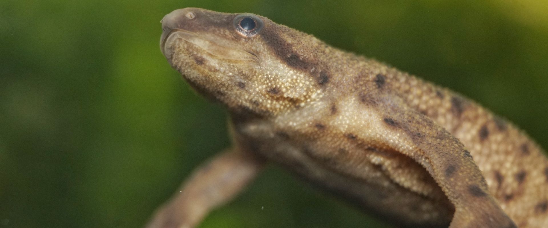 10 Best Beginner Reptiles: Easiest Reptiles to Take Care of ...