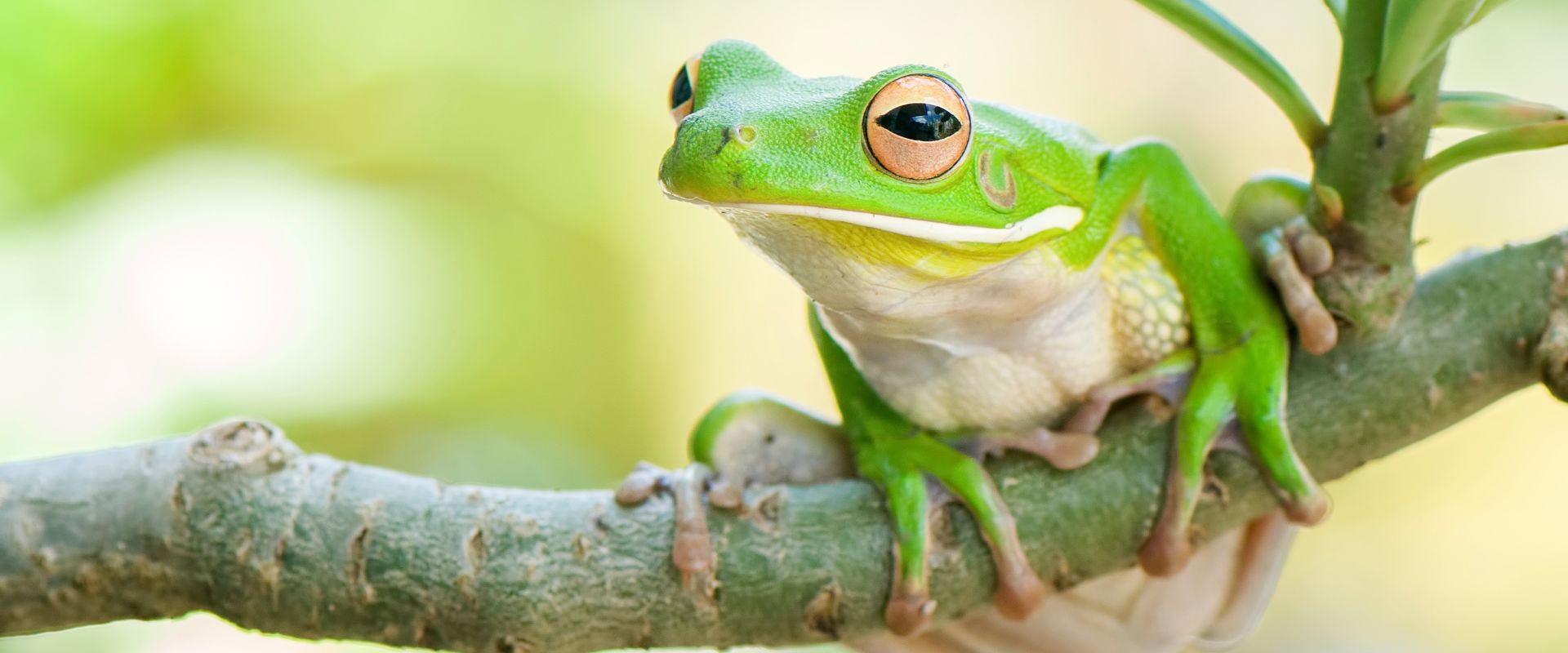 10 Best Beginner Reptiles: Easiest Reptiles to Take Care of ...