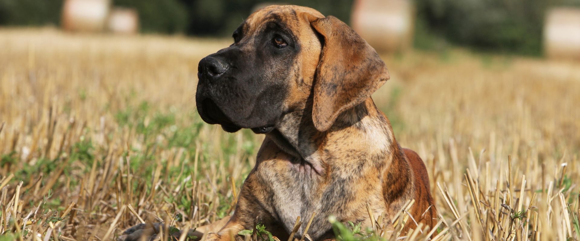 Big Dog vs. Small Dog Breeds: What’s Right for You ...