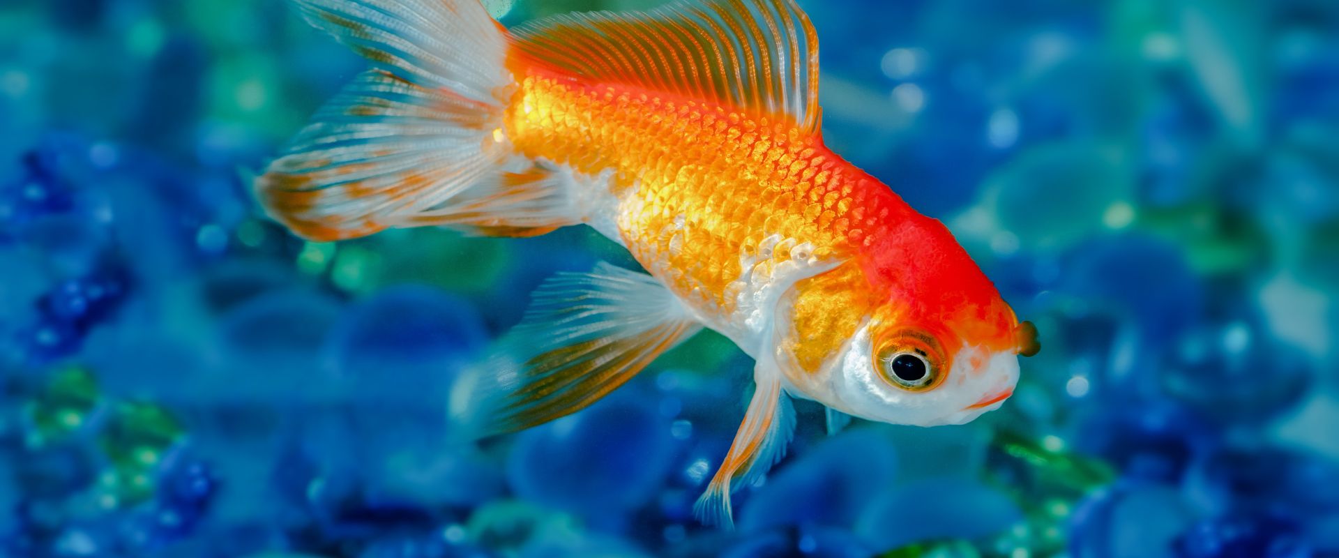 How to Take Care of a Fish: The Ultimate Guide for Beginners ...