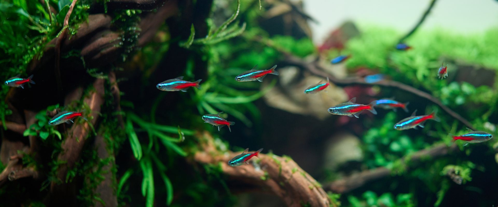 How to Take Care of a Fish: The Ultimate Guide for Beginners ...