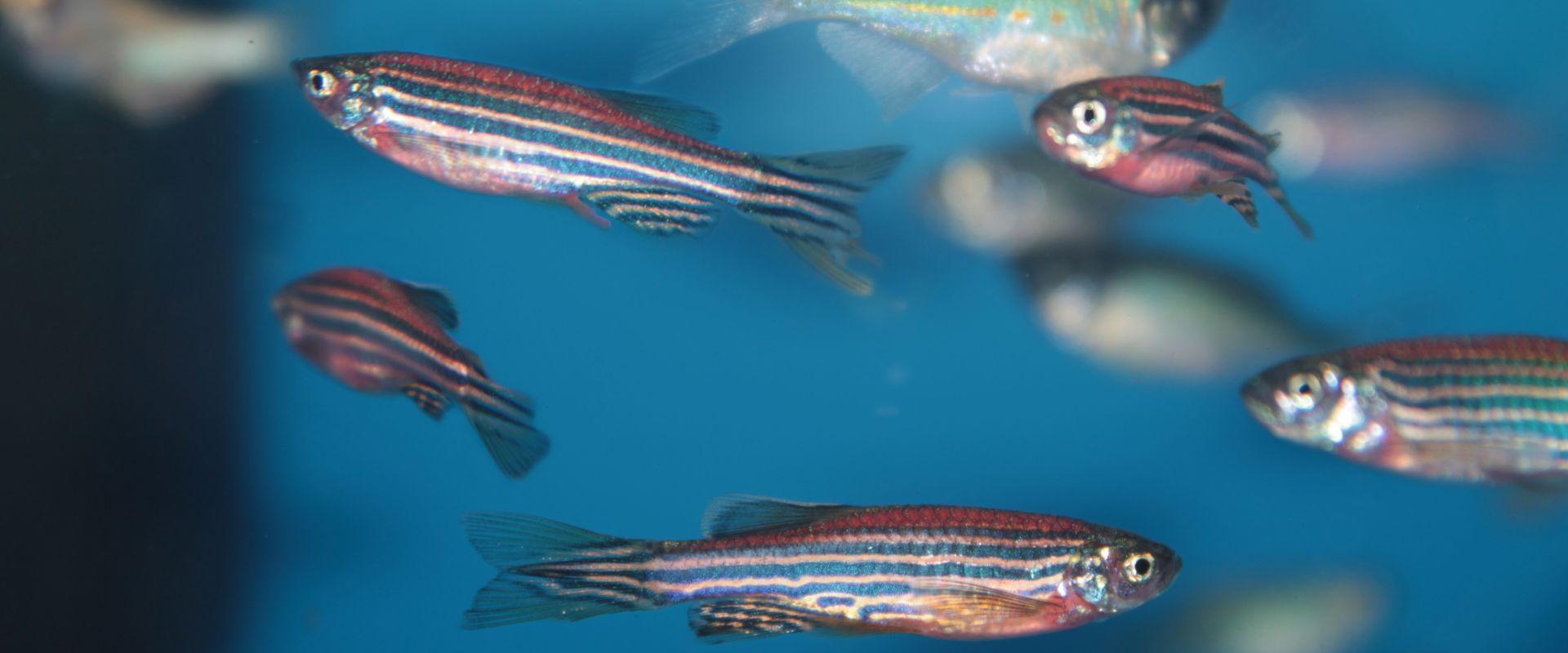 How to Take Care of a Fish: The Ultimate Guide for Beginners ...