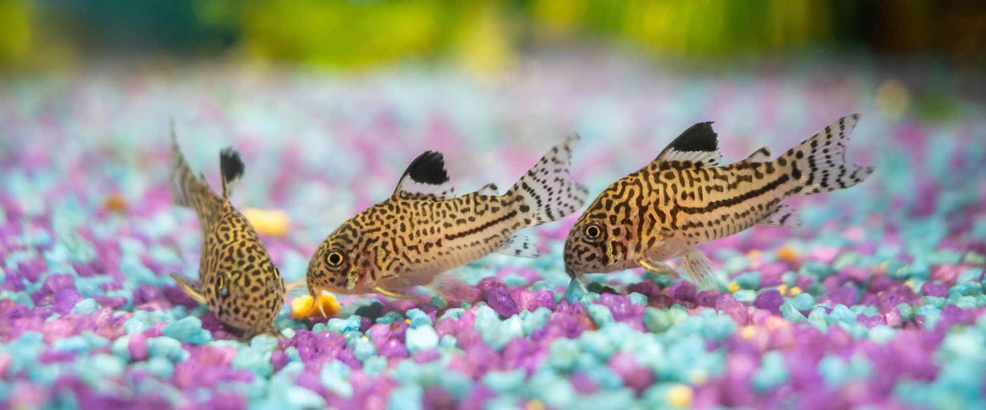How to Take Care of a Fish: The Ultimate Guide for Beginners ...