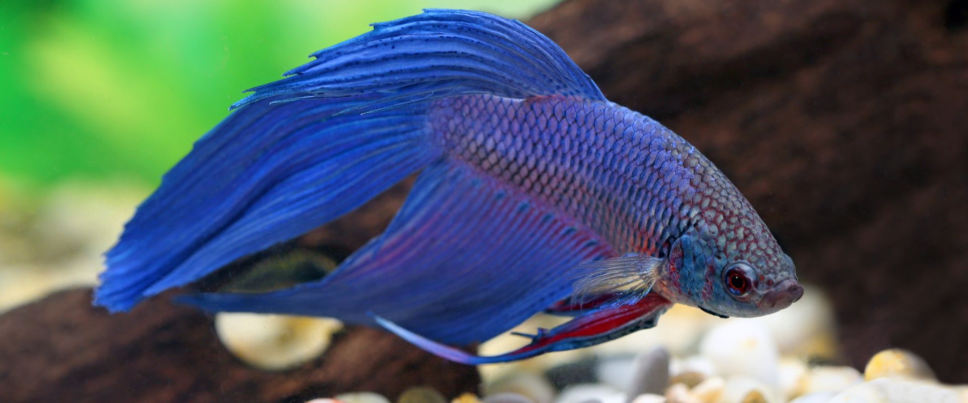 How to Take Care of a Fish: The Ultimate Guide for Beginners ...