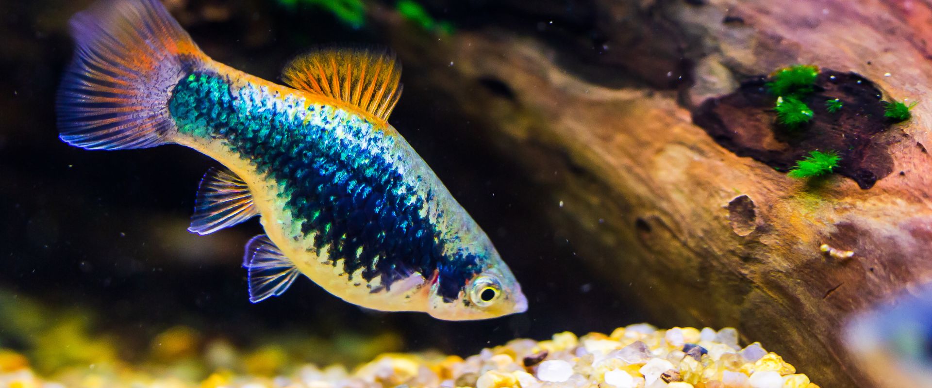 How to Take Care of a Fish: The Ultimate Guide for Beginners ...