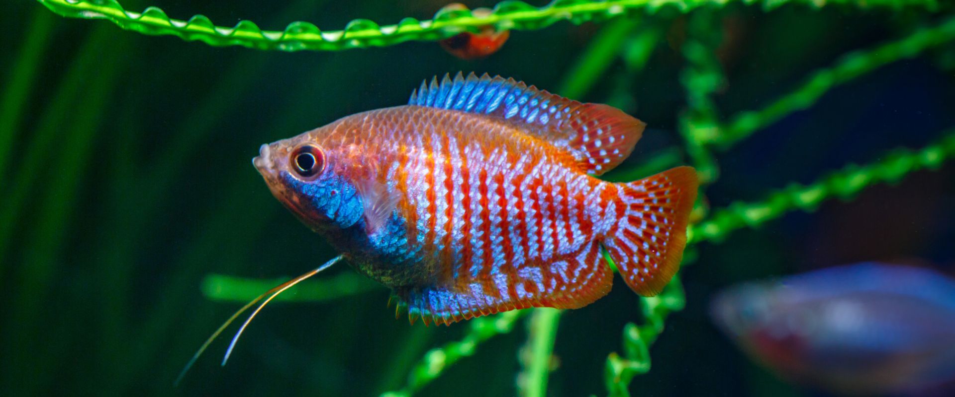 How to Take Care of a Fish: The Ultimate Guide for Beginners ...