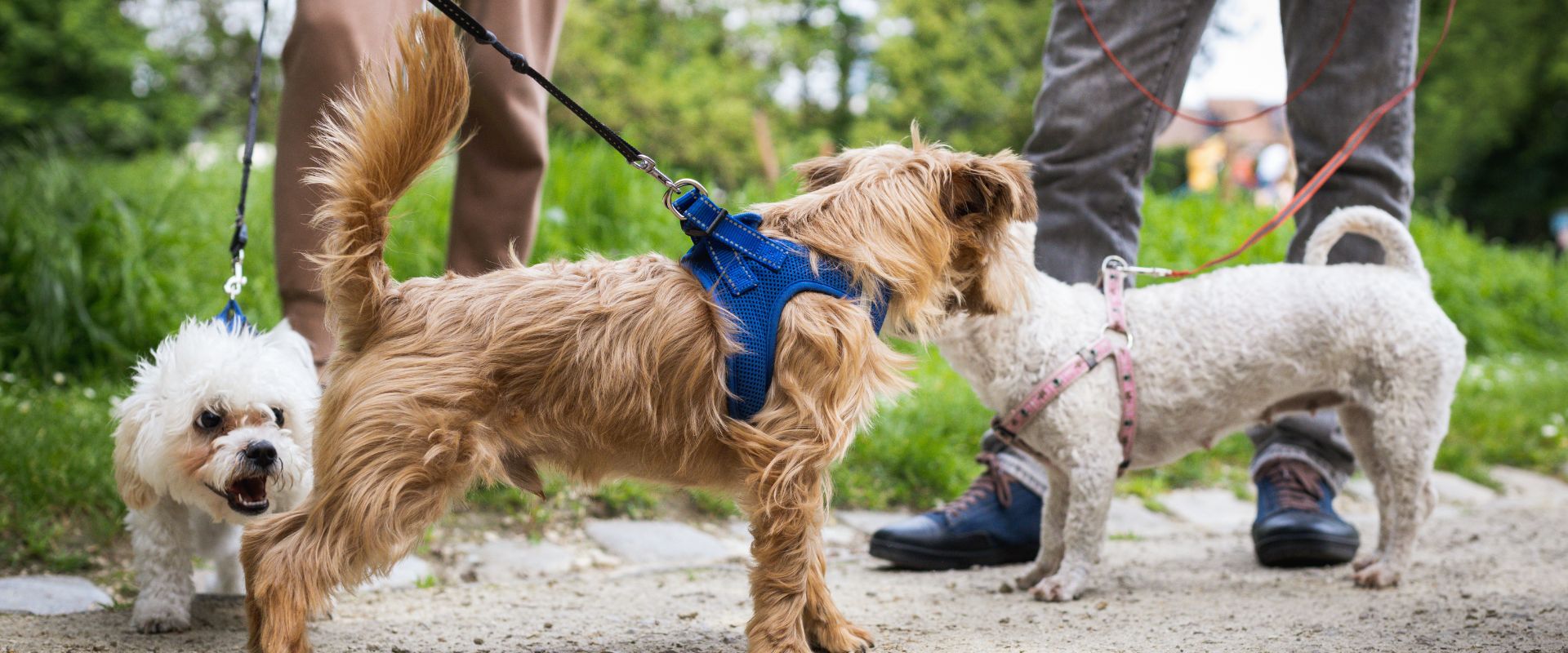 Dog Safety Tips: Keeping Dogs and Humans Safe | TrustedHousesitters.com