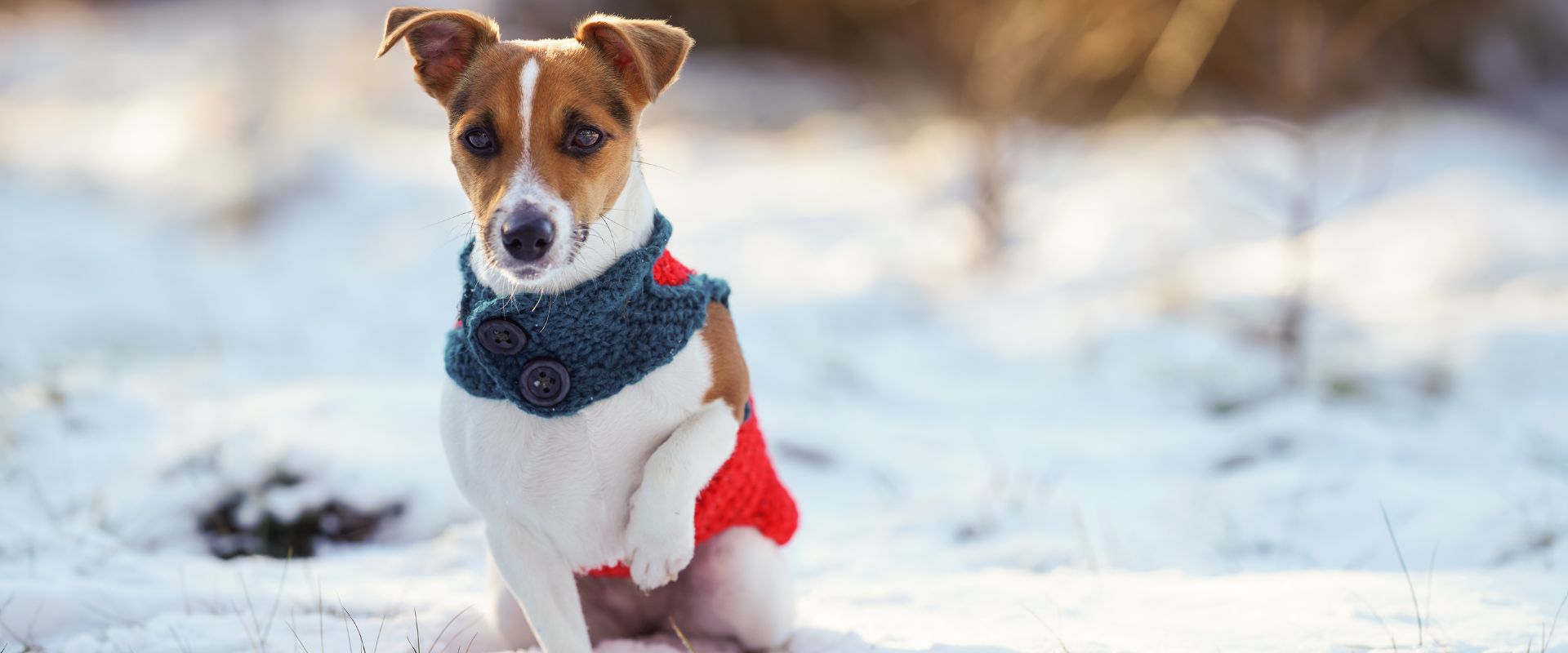 Dog Safety Tips: Keeping Dogs and Humans Safe | TrustedHousesitters.com