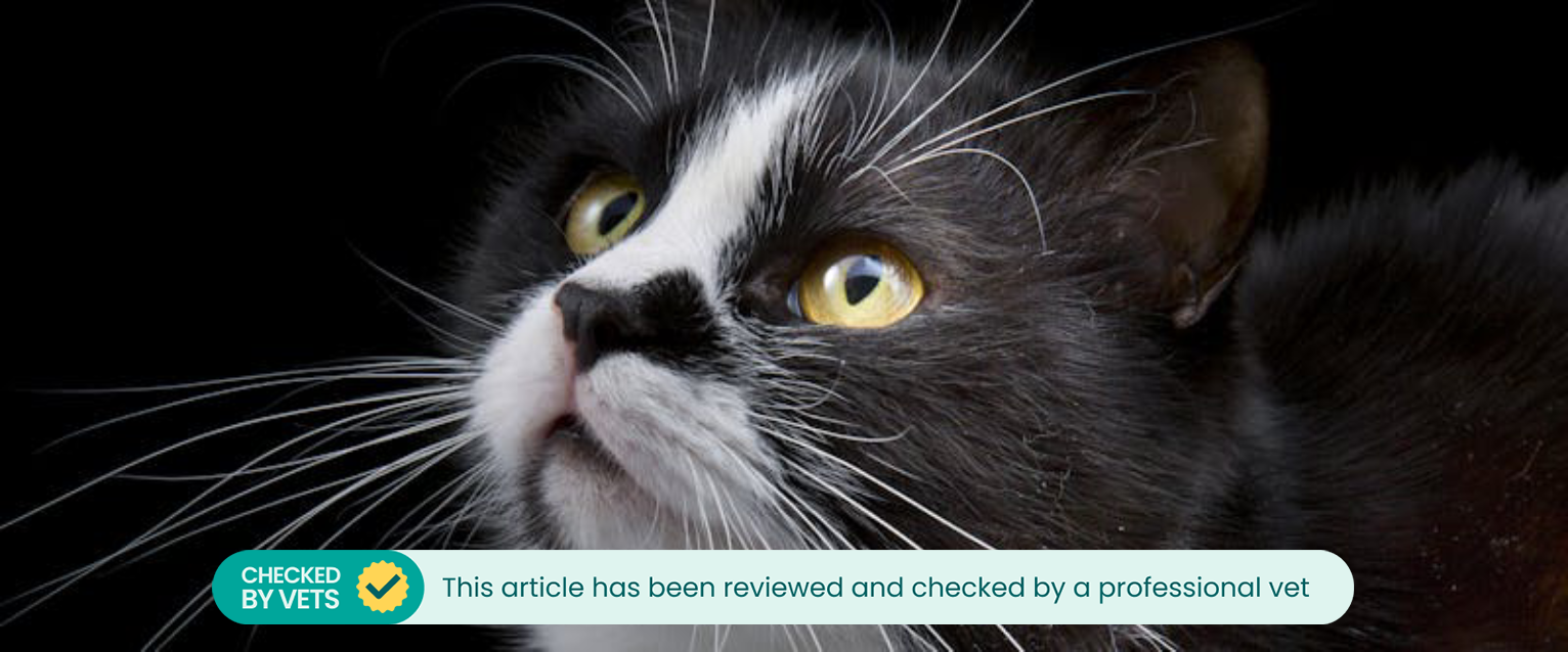 What is Whisker Fatigue and What Can You do About it ...