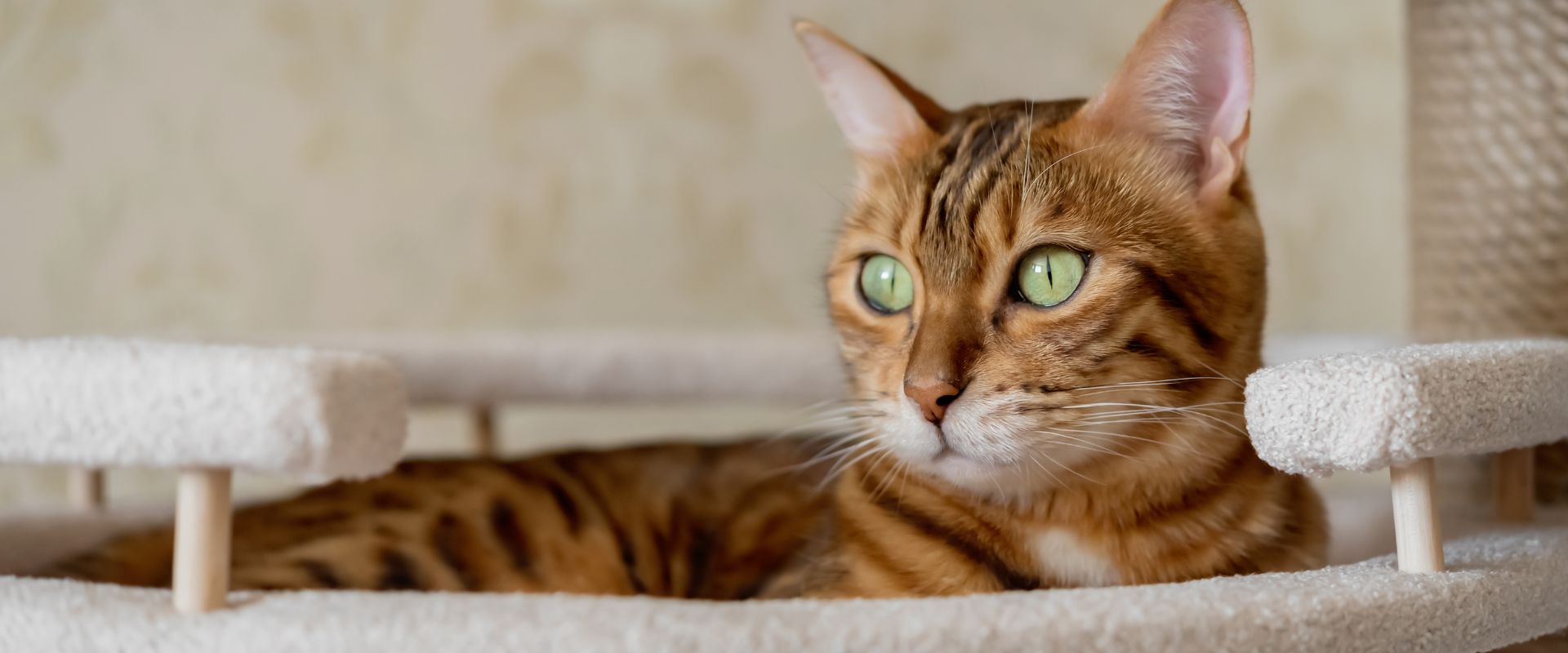 How to Create a Cat-Friendly Home Environment | TrustedHousesitters.com
