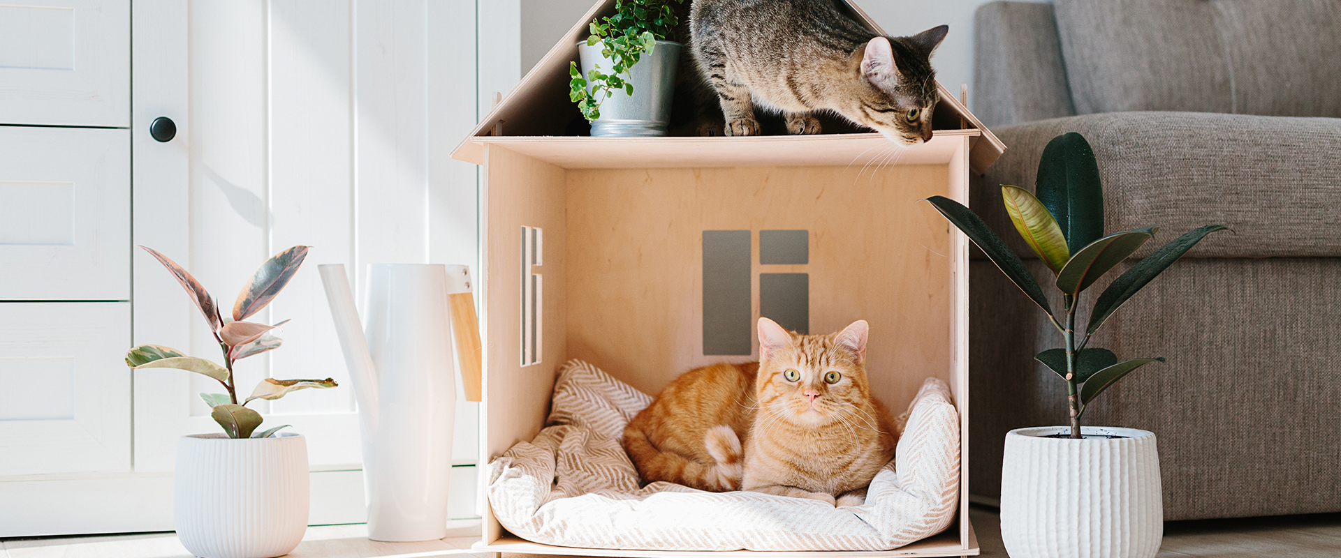 How to Introduce a Cat to a New Home: 9 Tips | TrustedHousesitters.com