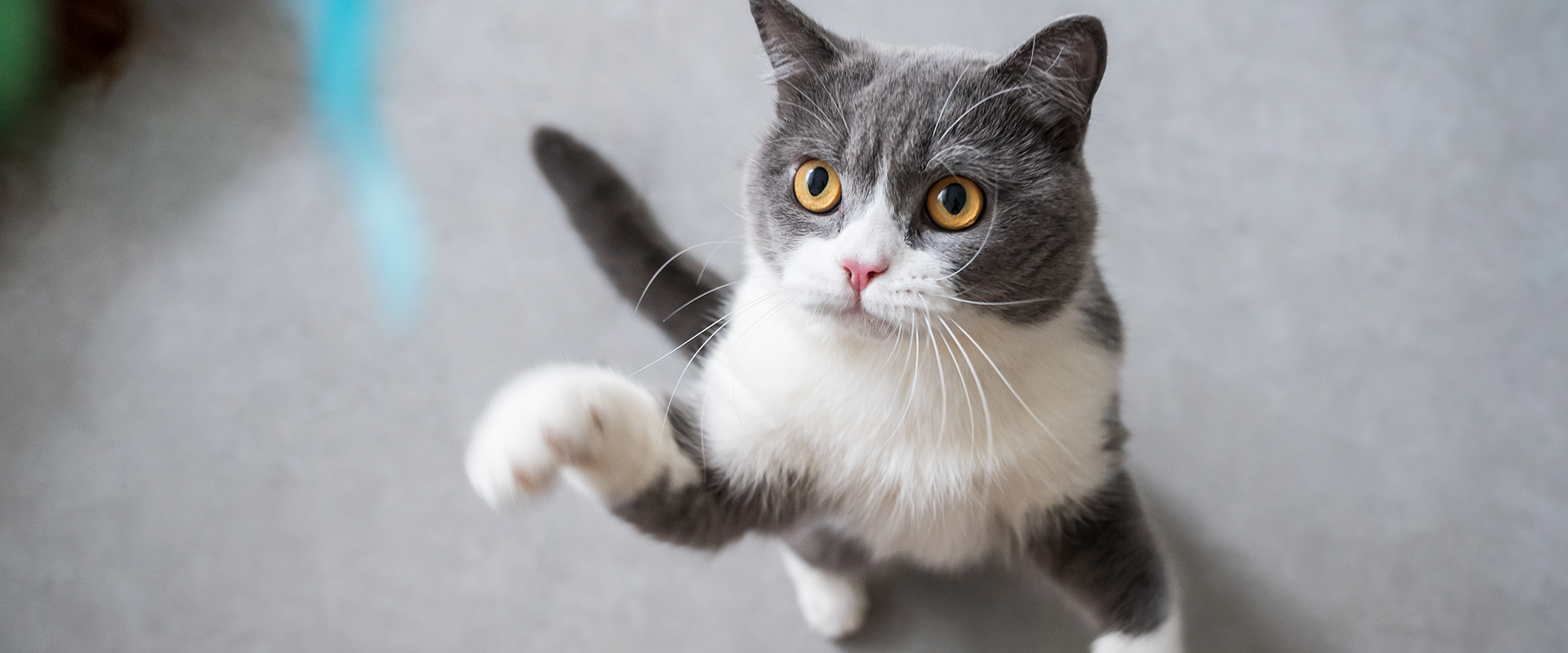 What Colors Do Cats Like and Can They Really See Them ...